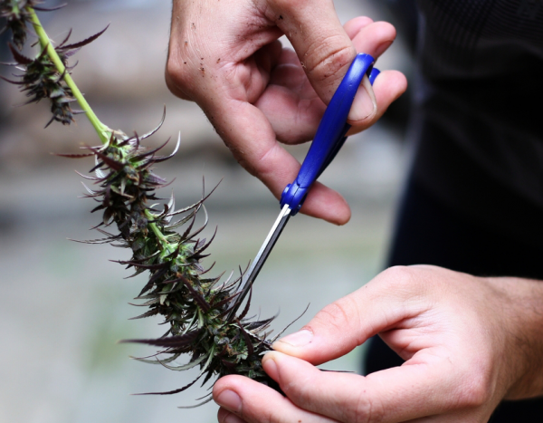 10 Marijuana Businesses Ideas You Can Start Under $1000 | Marijuana SEO™